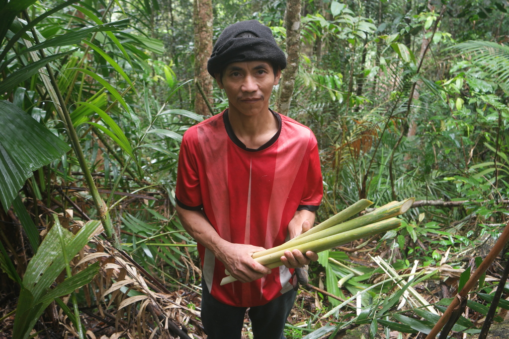 Photo exhibition | ITTO | The International Tropical Timber Organization